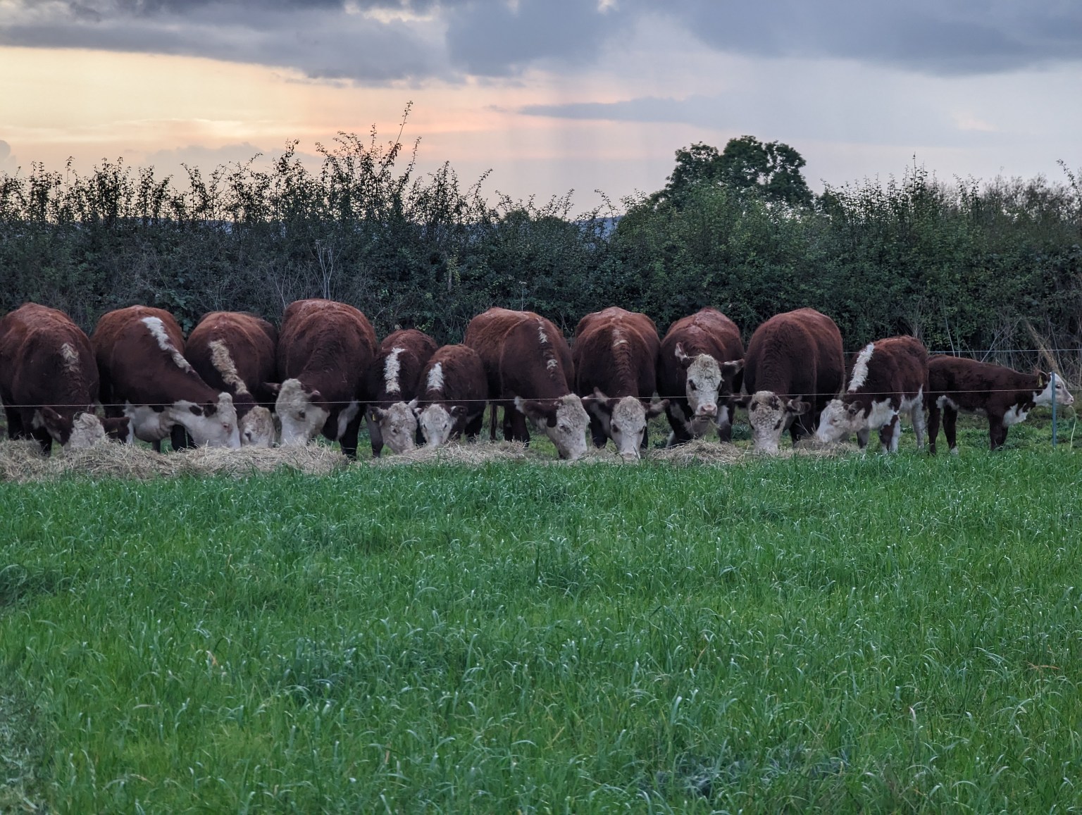 Parkes' of Orton House Farm